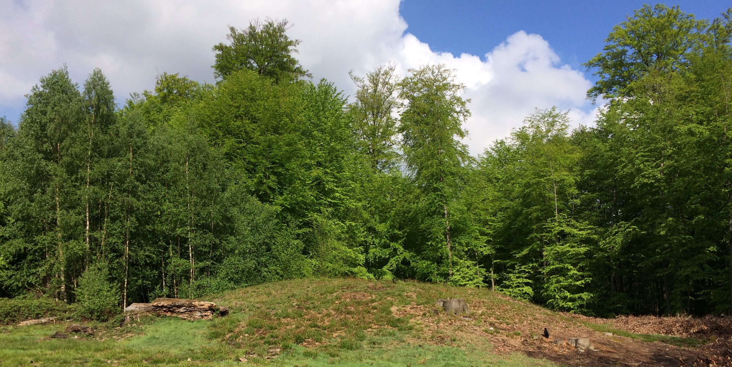 2.5.C) La forêt de Soignes, les étangs de Watermael-Boitsfort et les ...